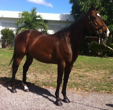 La gran historia de Harbor Master – 𝟏𝟎 𝐅𝐮𝐫𝐥𝐨𝐧𝐠𝐬