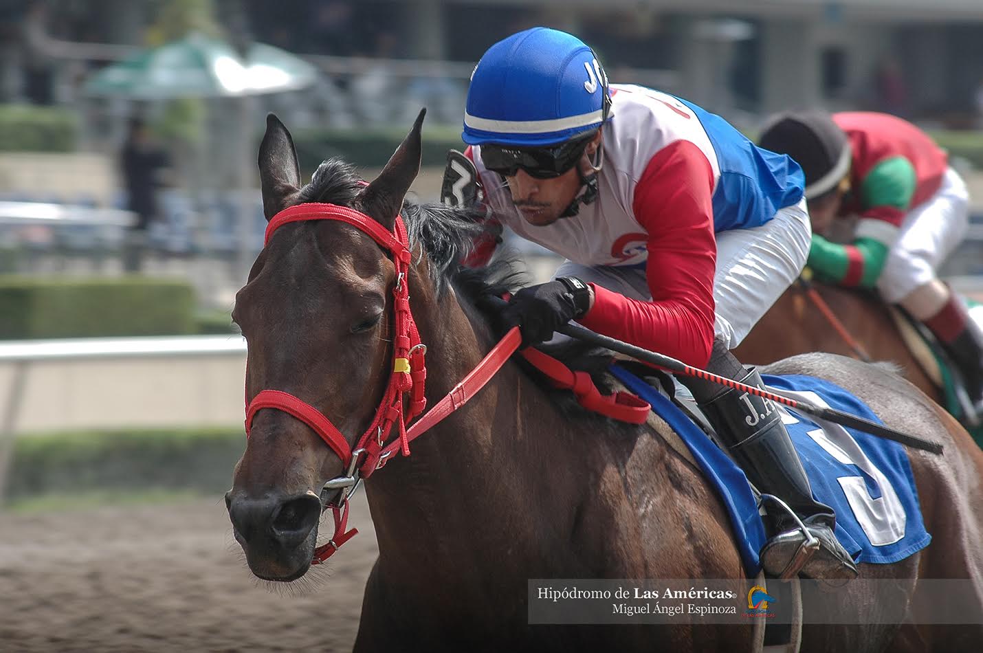 Zandunga Bonita (MEX) e Impredecible (MEX) dan la primera zancada rumbo ...