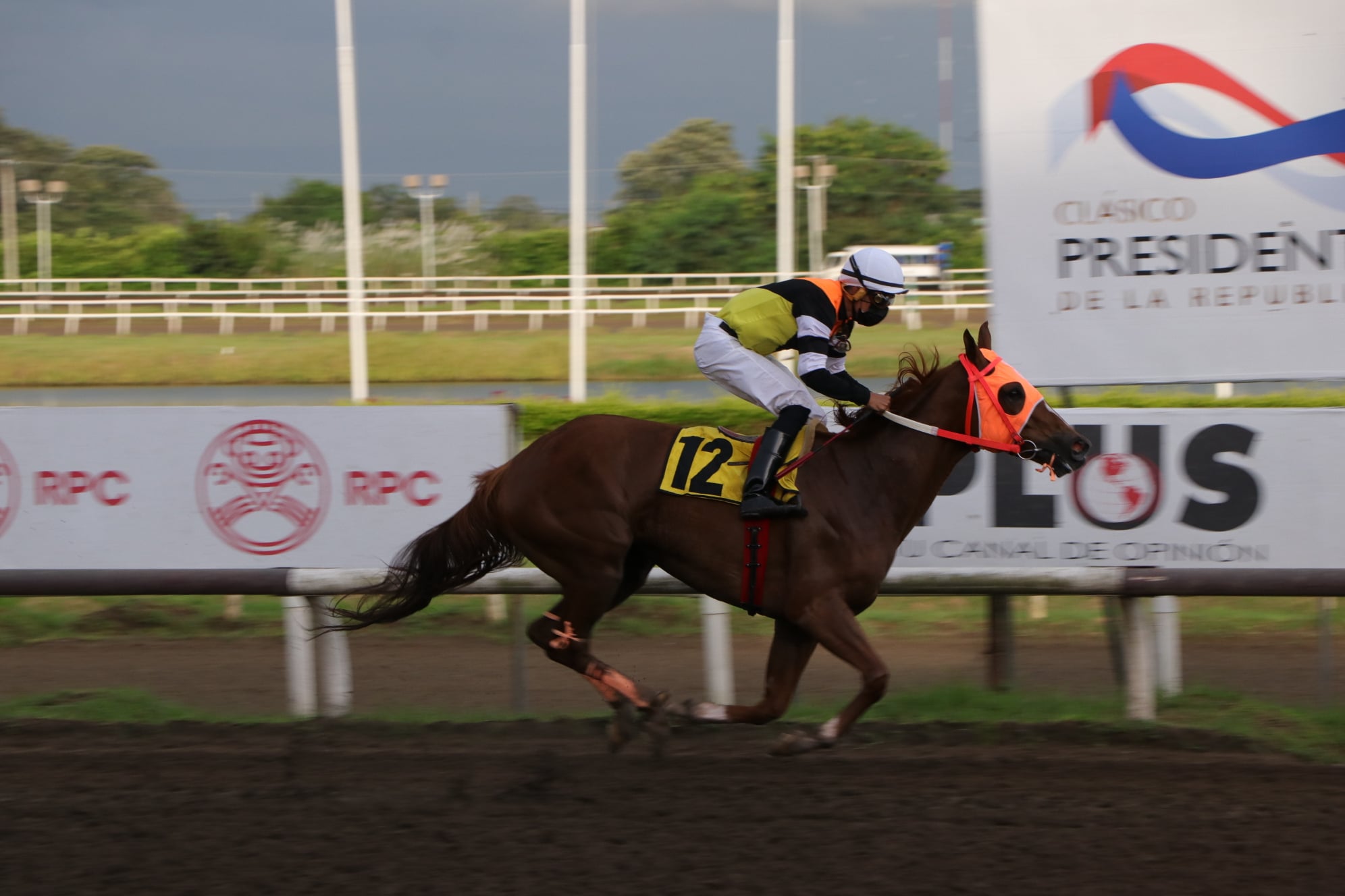 La yegua Cameron (VEN) sigue invicta en Panamá – 𝟏𝟎 𝐅𝐮𝐫𝐥𝐨𝐧𝐠𝐬